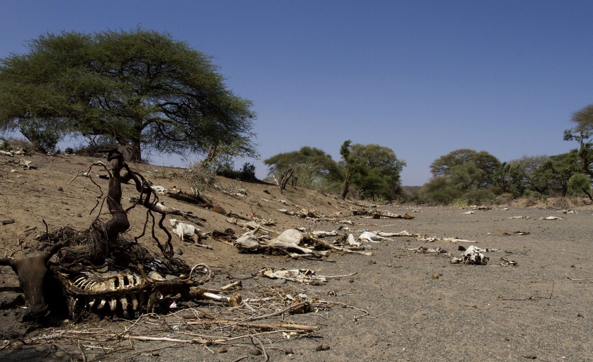 Extreme hunger crisis worsening across East Africa - GOAL Global
